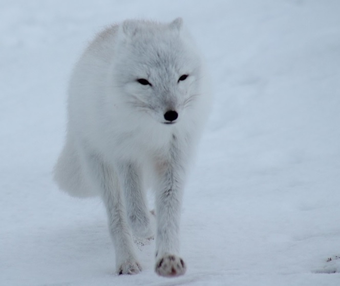Polar Foxes